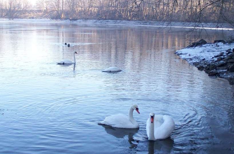6 veselīgākās piedevas salātiem – Zeltene